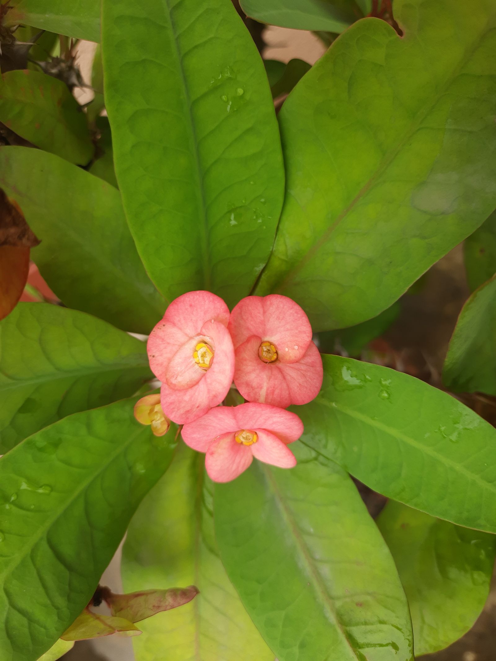 Grow Crown of Thorns (Euphorbia milii) in Florida