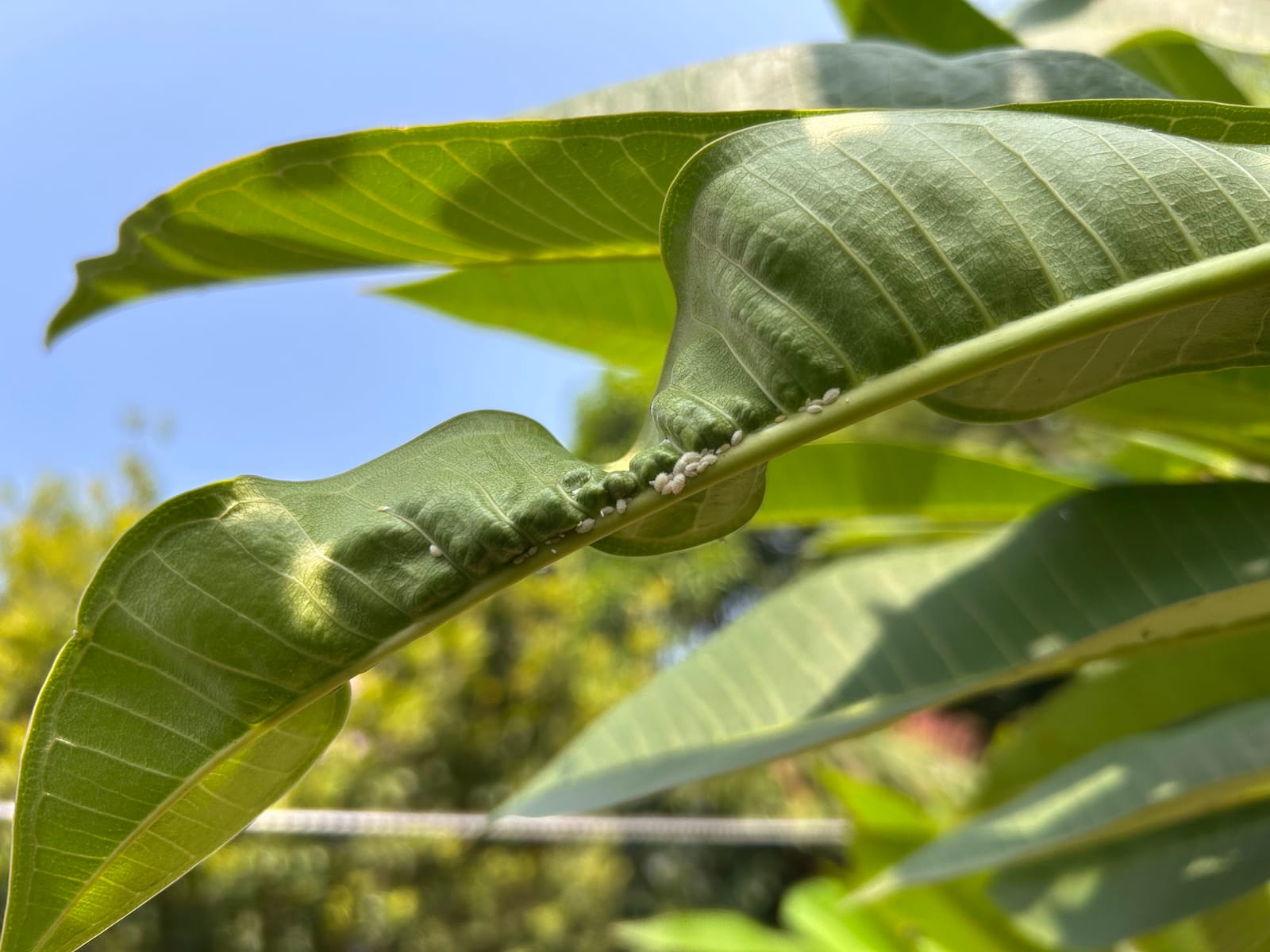 Plumeria Leaves Curling - Causes and how to fix