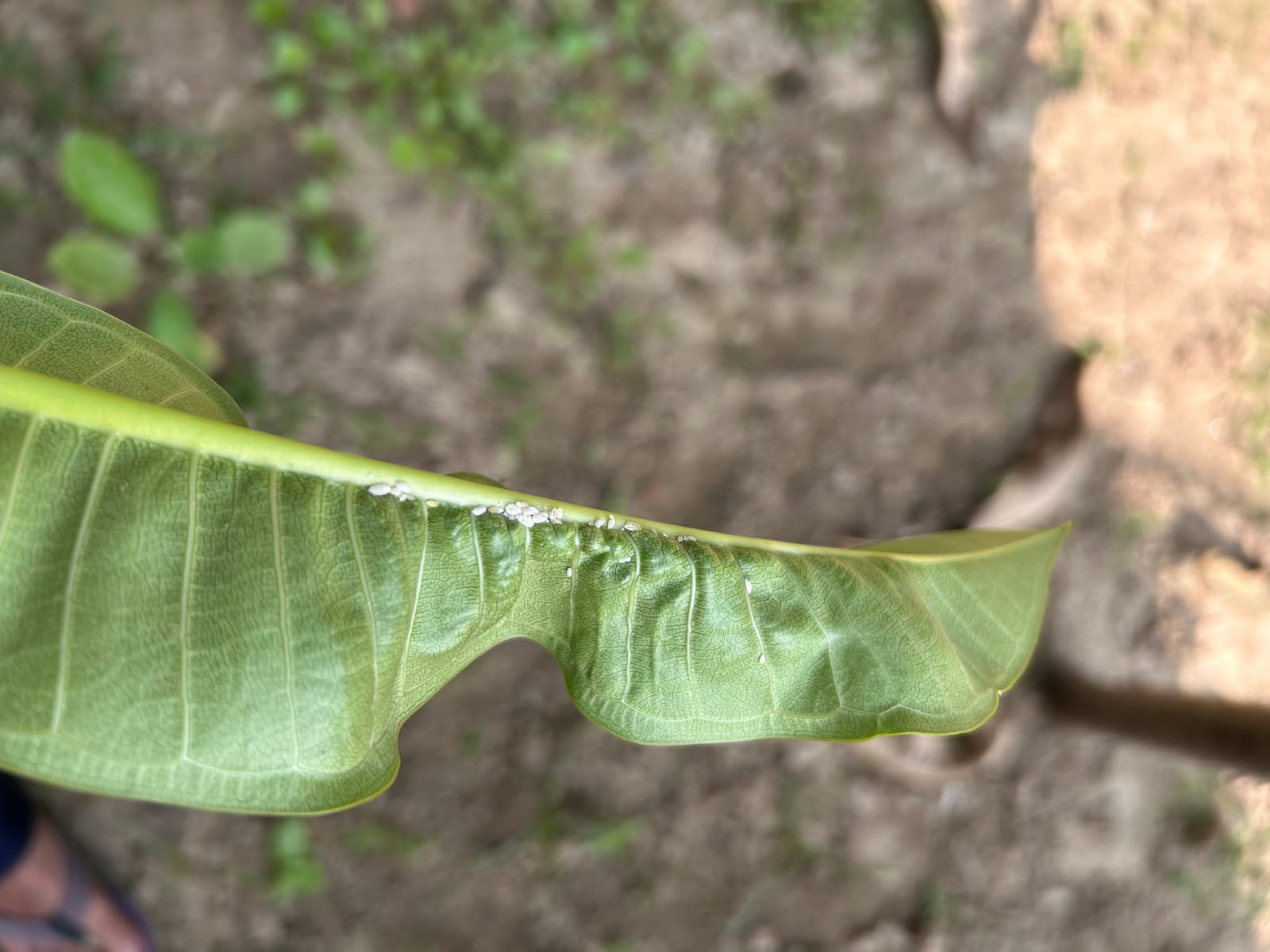 Mealybugs on Plumeria - Get rid of it