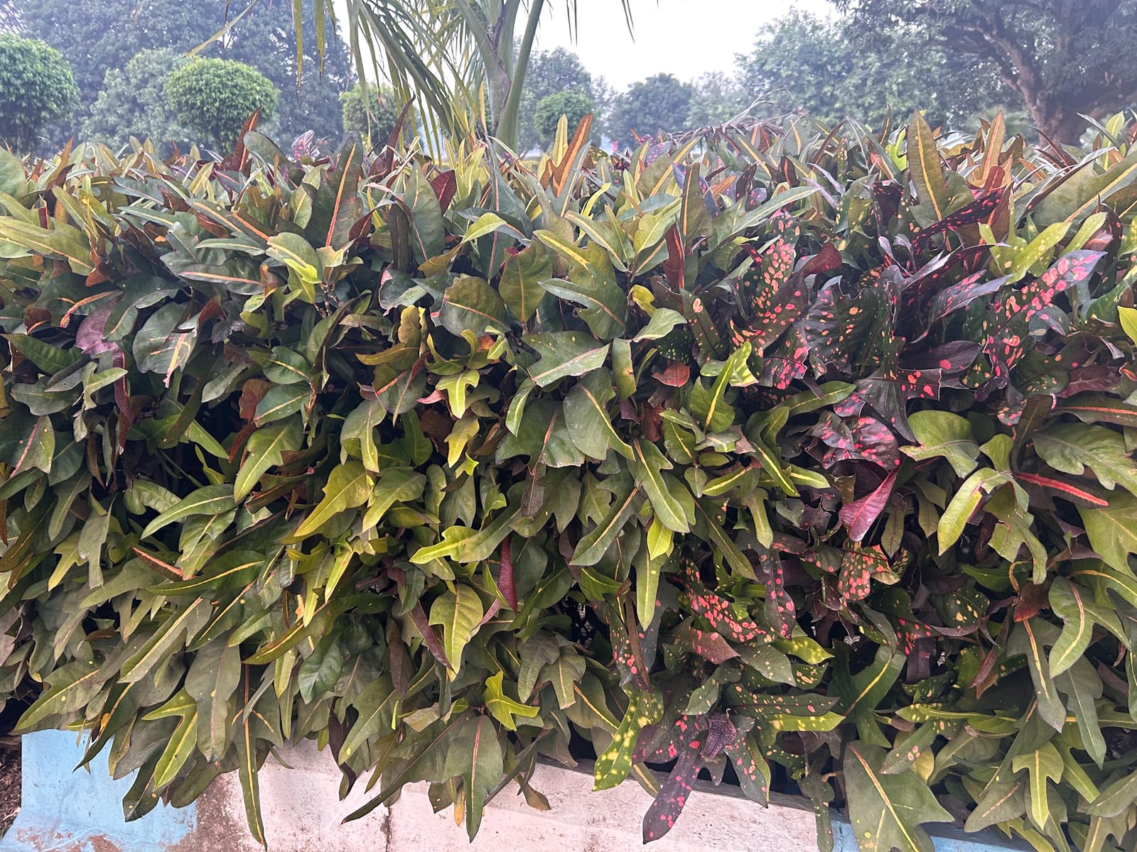 Best Plants for Privacy Hedges in South Florida - Chart
