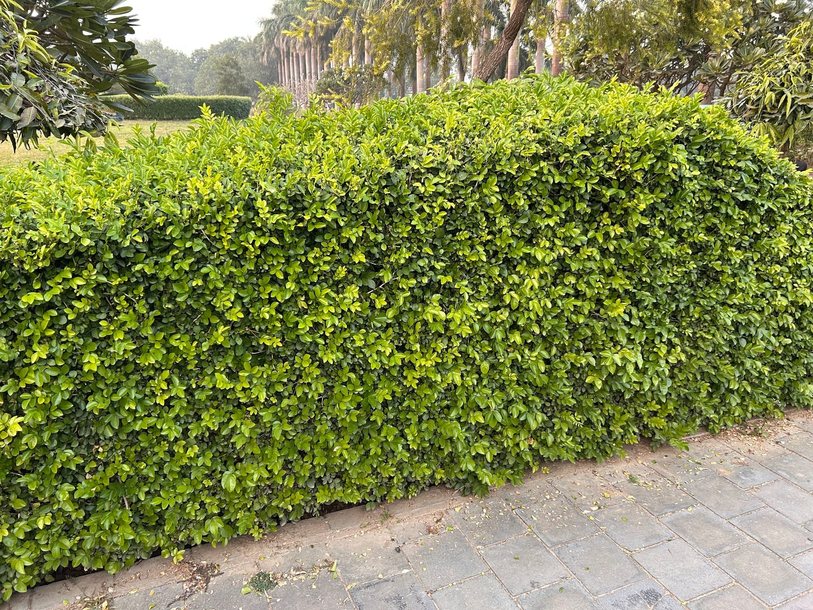Best Plants for Privacy Hedges in South Florida - Chart