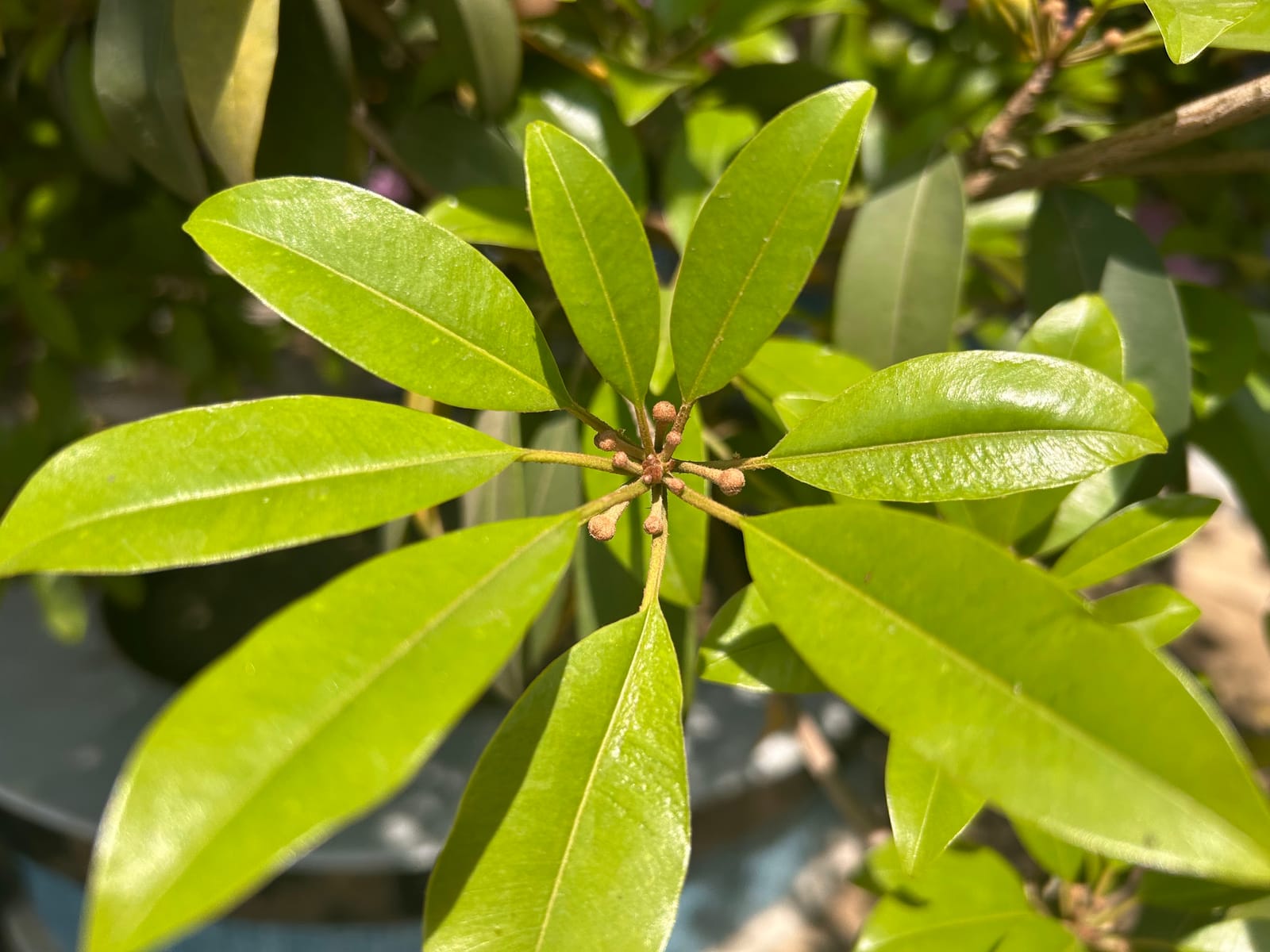 Sapodilla Growing and Caring Guide with Varieties