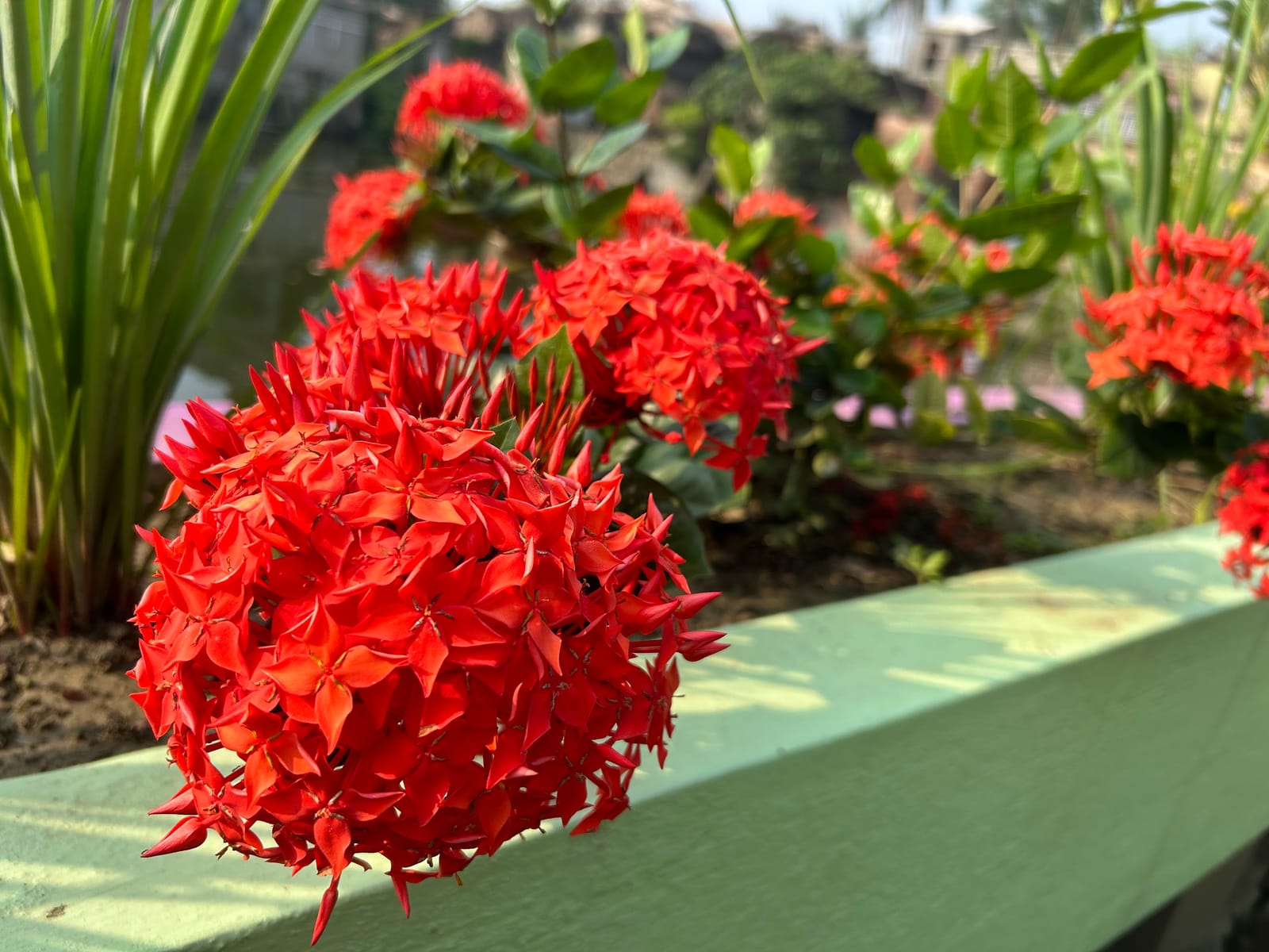 Growing Ixora in Florida