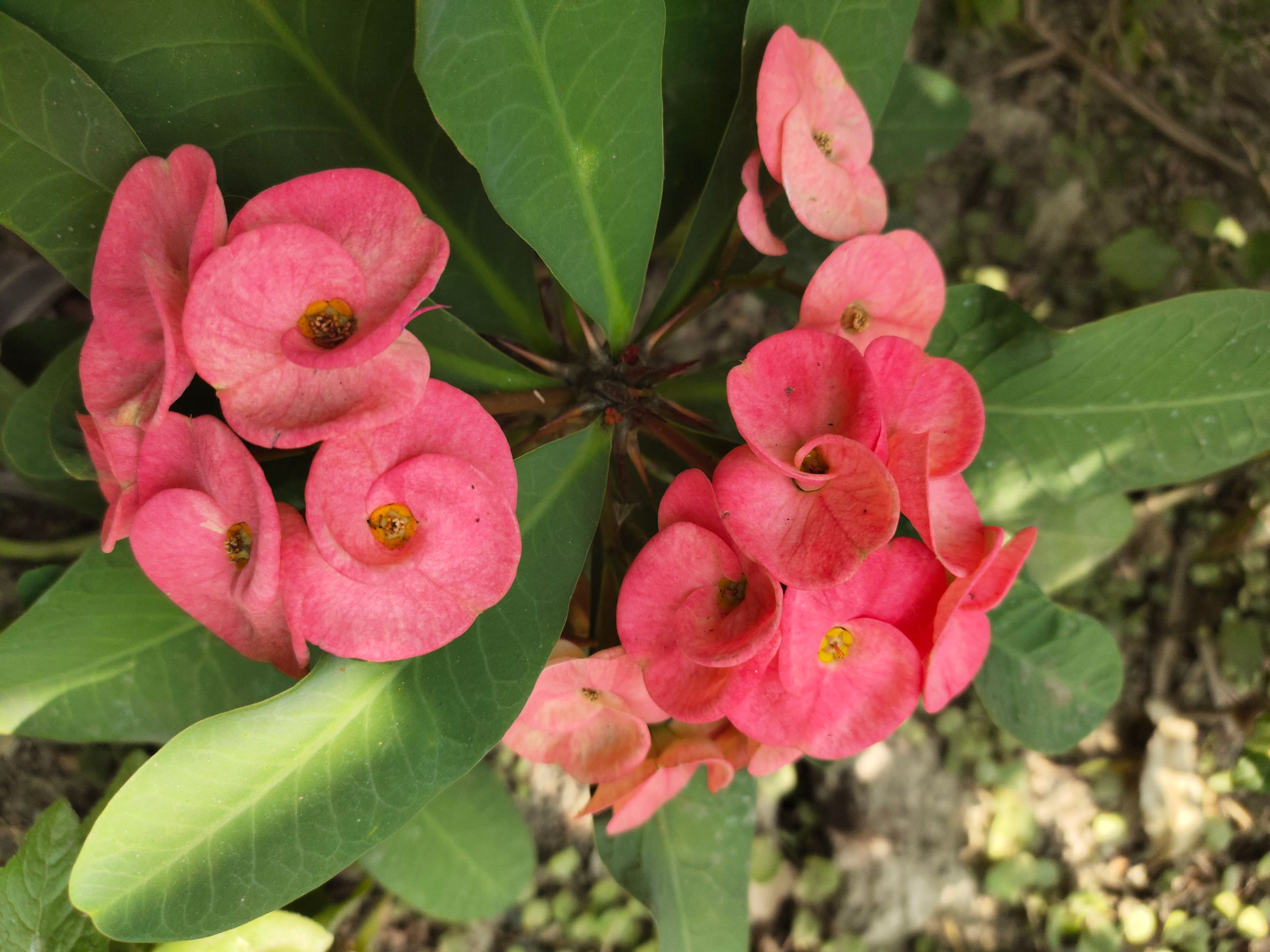 Grow Crown of Thorns (Euphorbia milii) in Florida