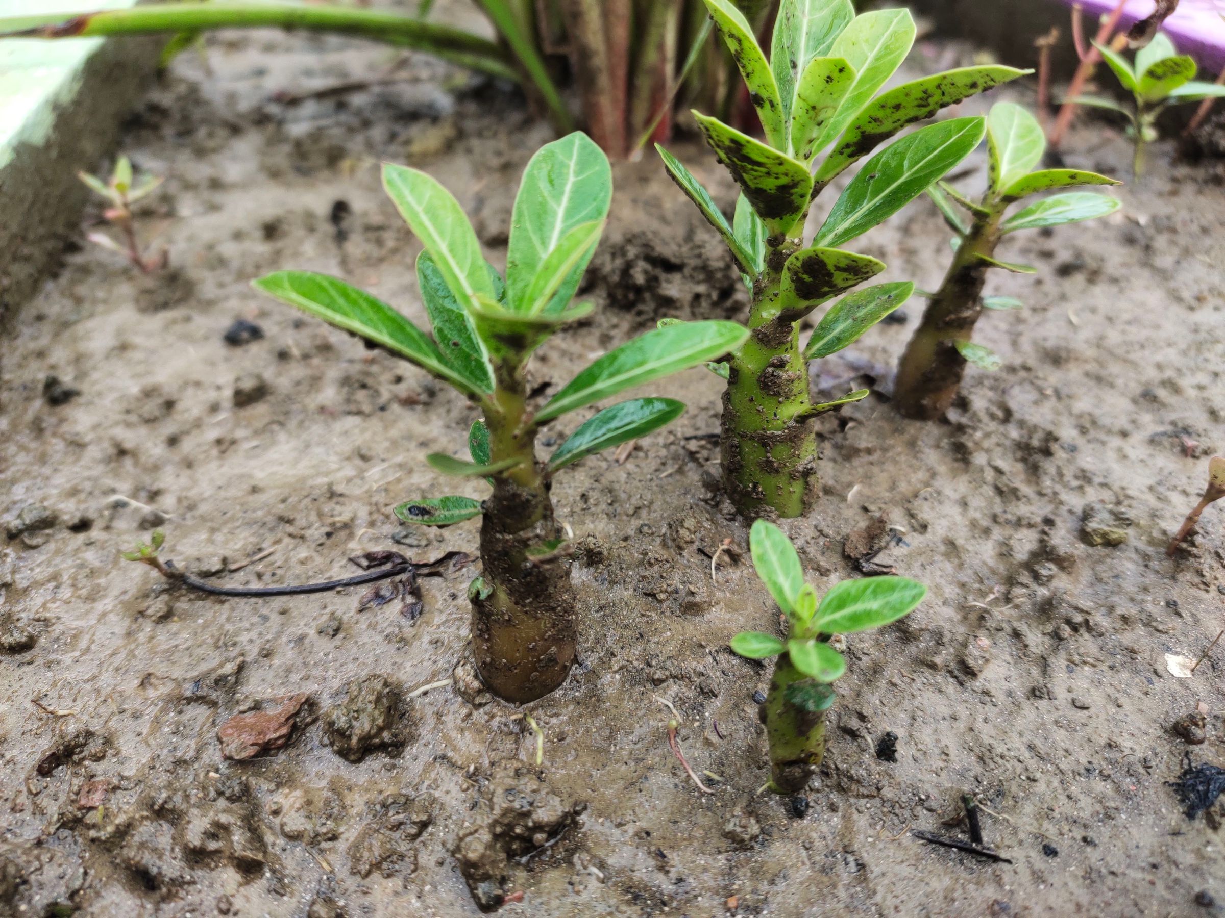 How to Grow Desert Rose in Florida - Guide