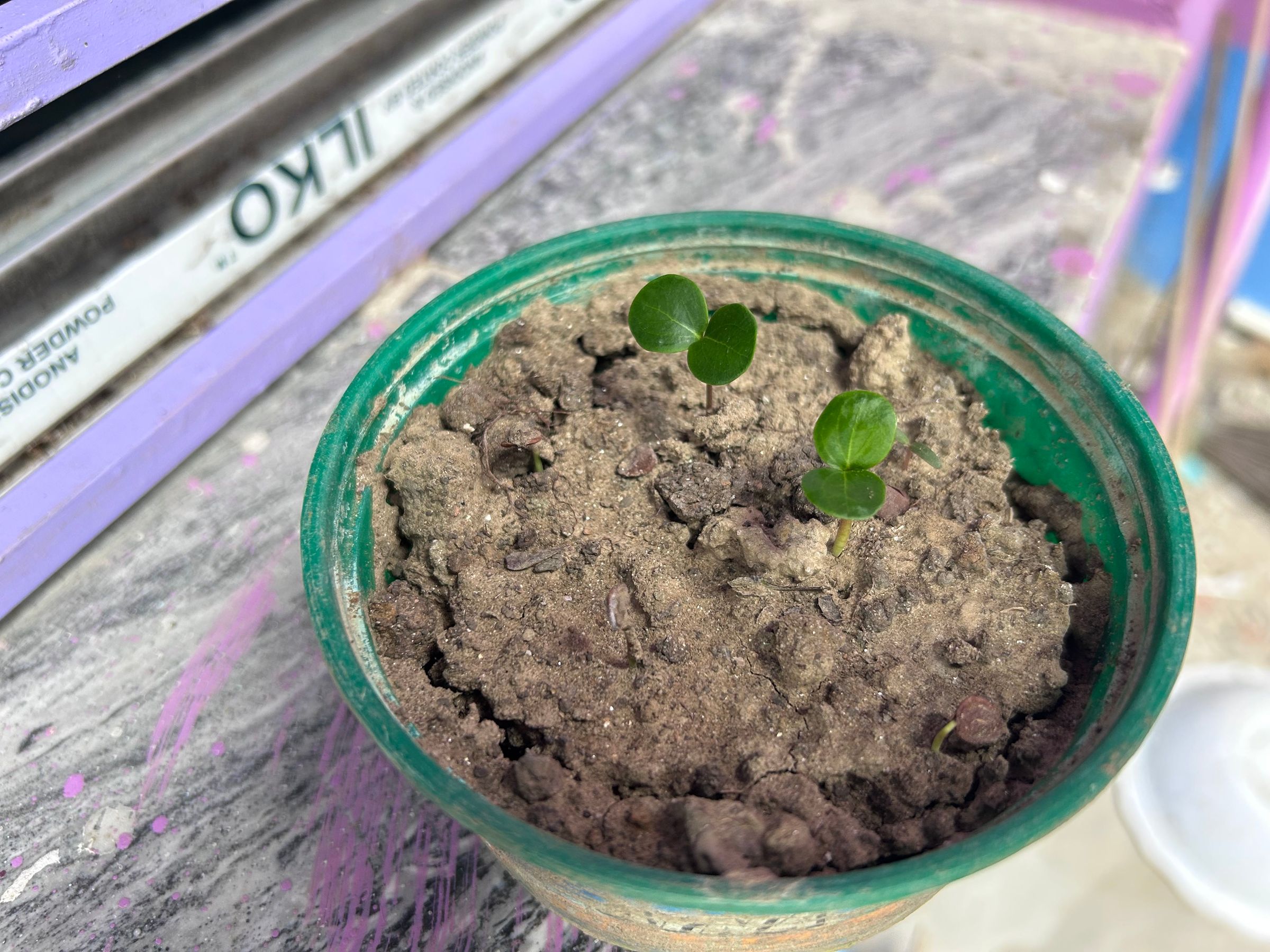 Grow Carissa carandas (Karonda) in Florida