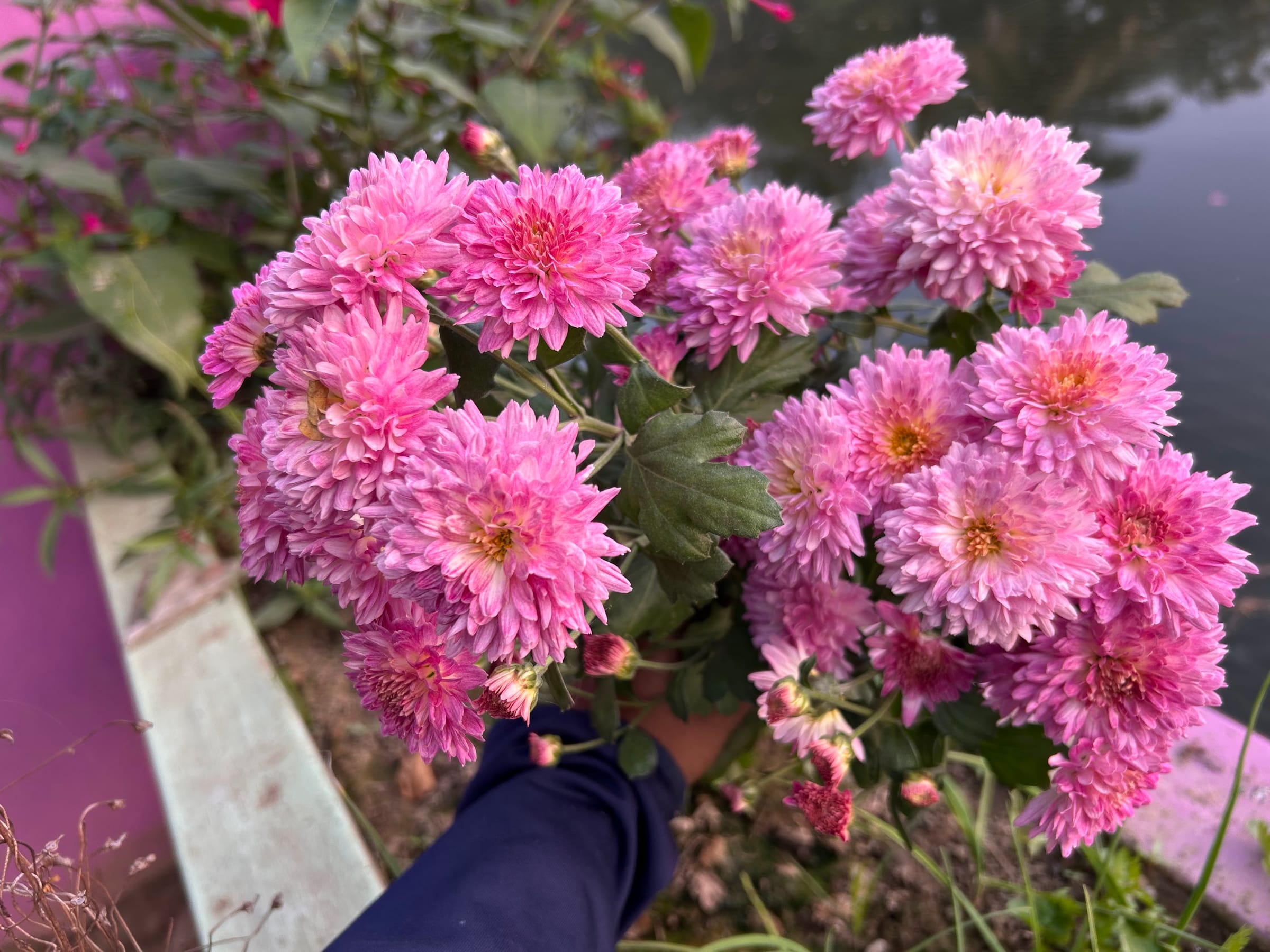 Get rid of Aphids on Mums (Chrysanthemum)