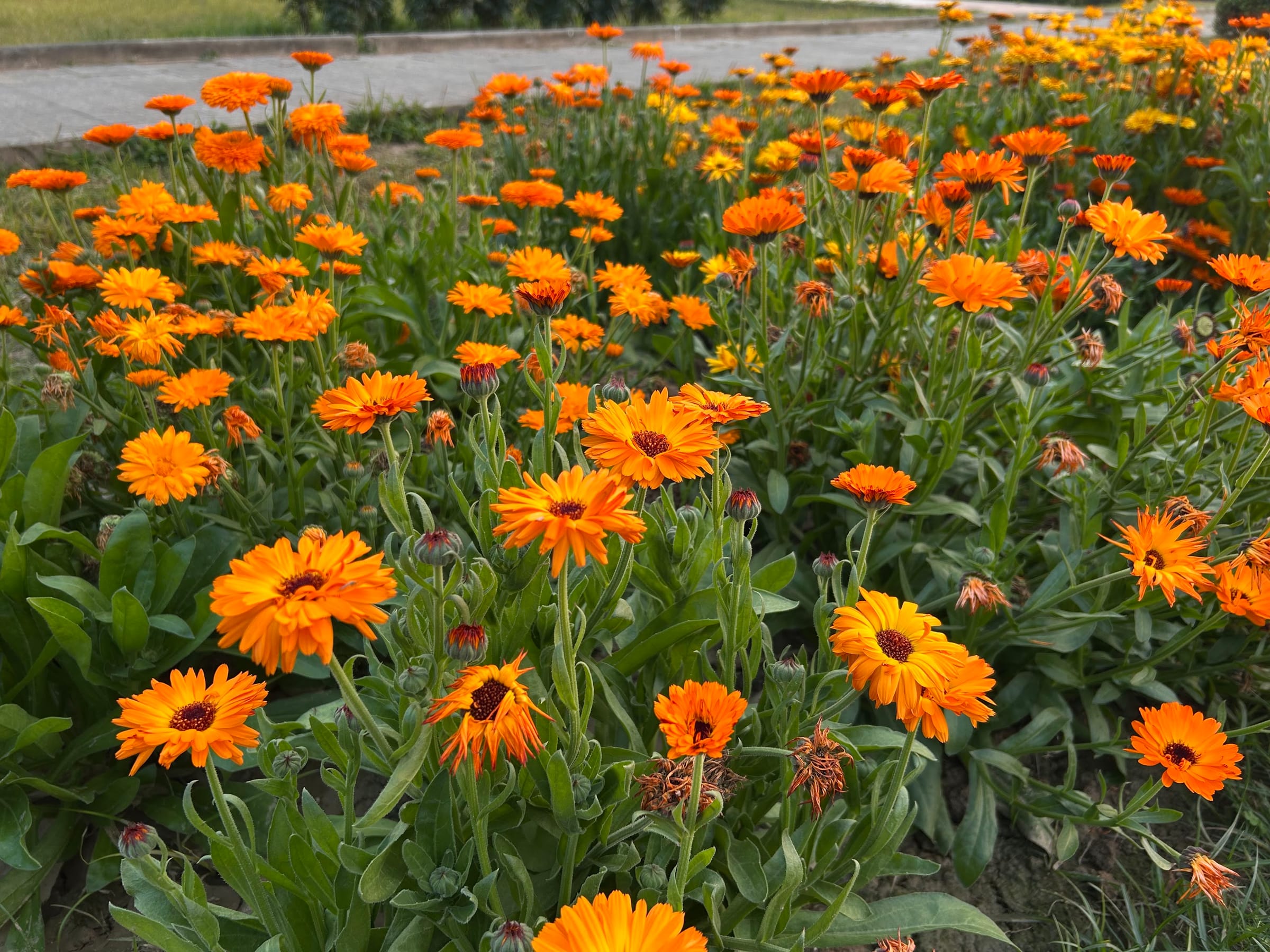 Grow and Care for Calendula (Pot Marigold)
