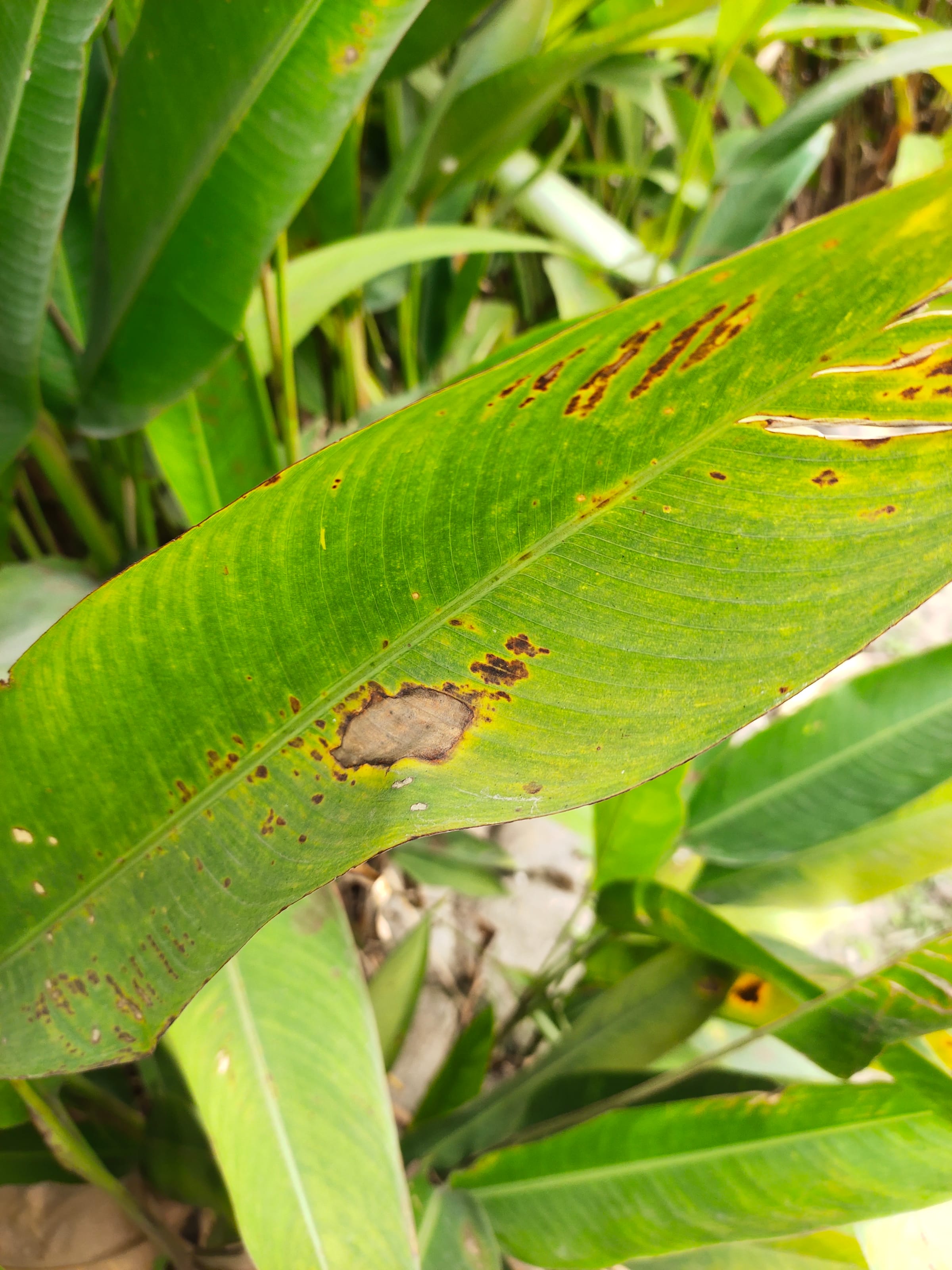 Bird Of Paradise Leaves Turning Brown
