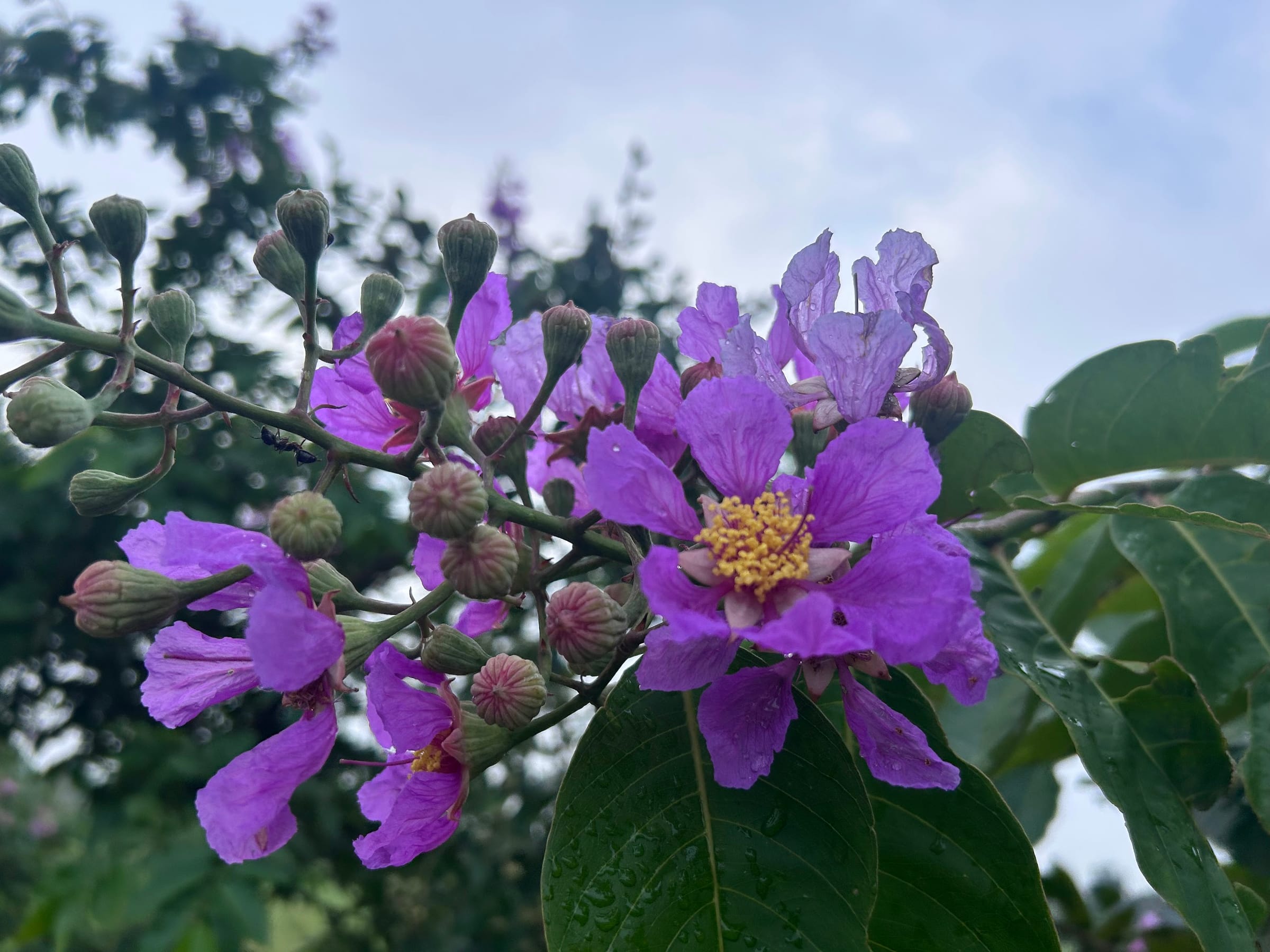 Growing Giant Crape Myrtle in Florida - with Pictures
