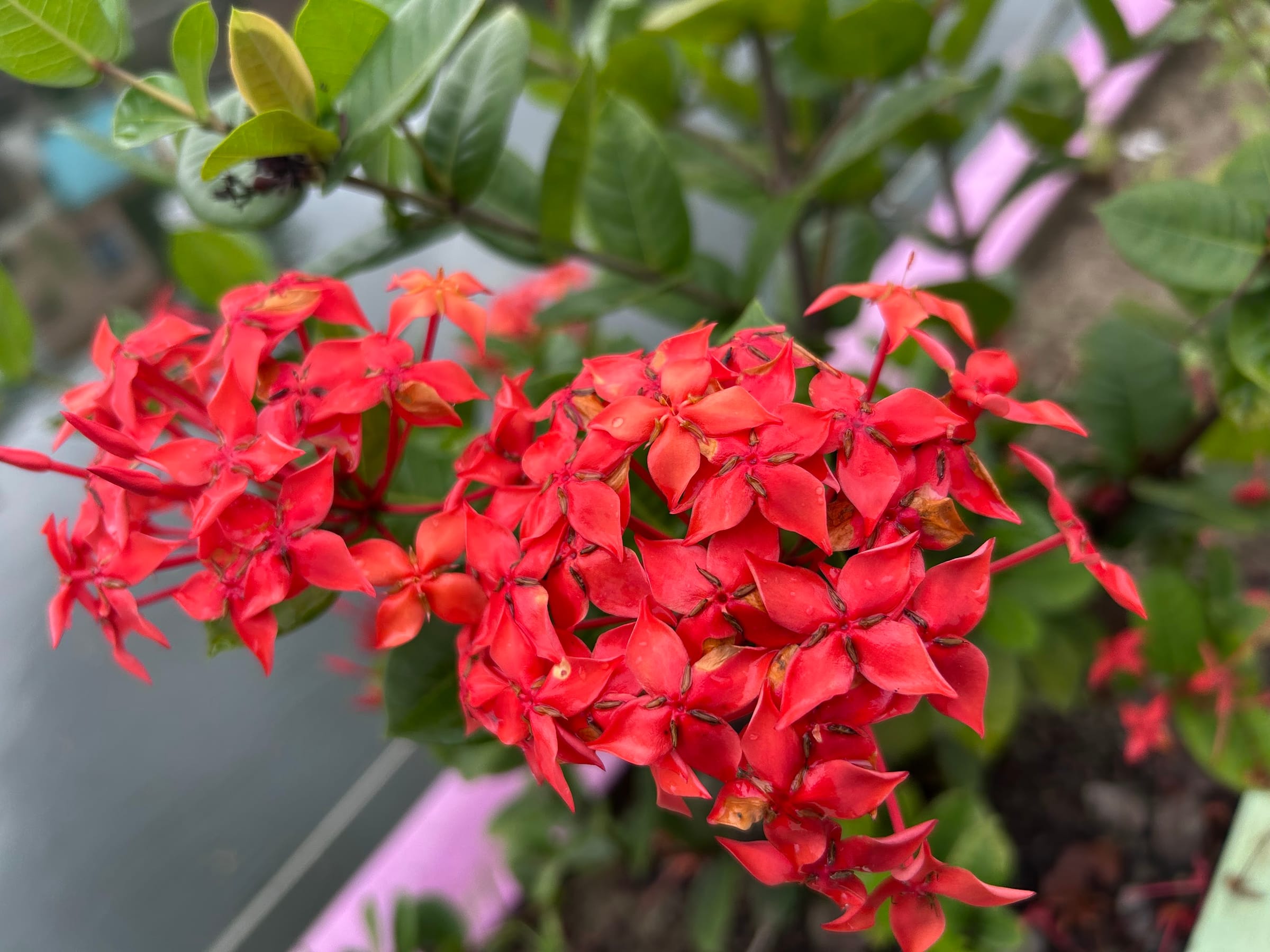 Growing Ixora in Florida