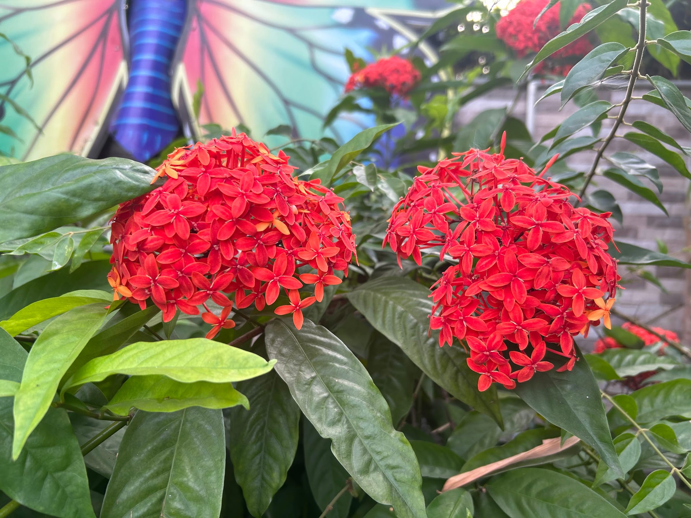 Growing Ixora in Florida