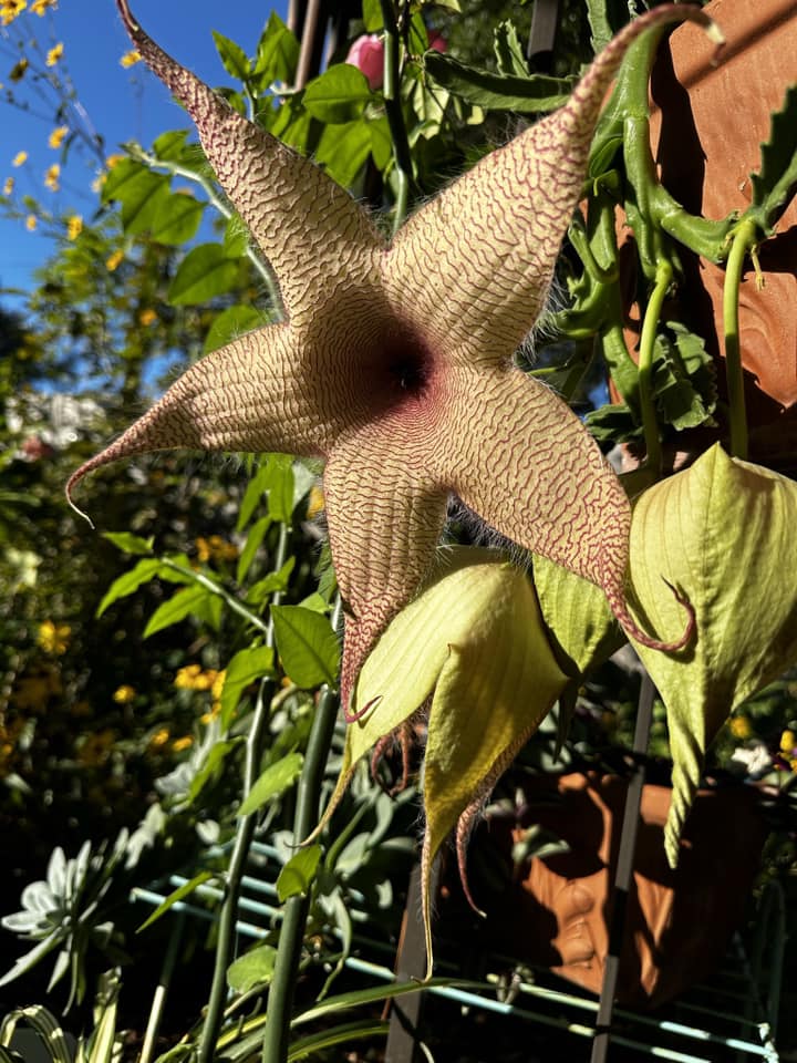How to Grow Starfish Cactus - A complete Guide
