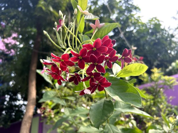 Rangoon Creeper flower vine growing and caring tips