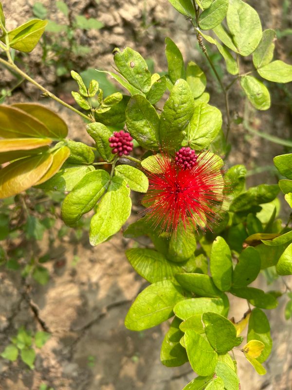 Grow Powder Puff (Calliandra) Flower plant in Florida