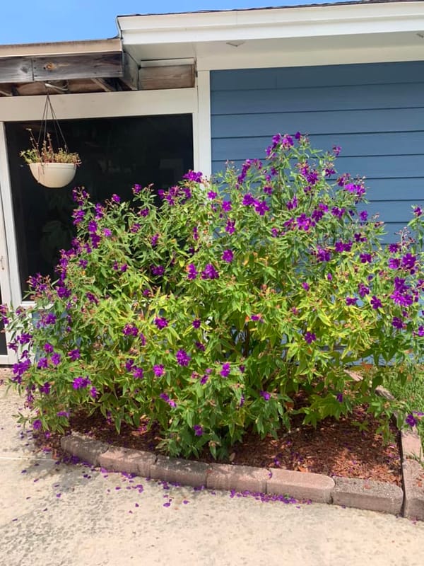 Tibouchina Plant Growing and Caring Tips - Florida