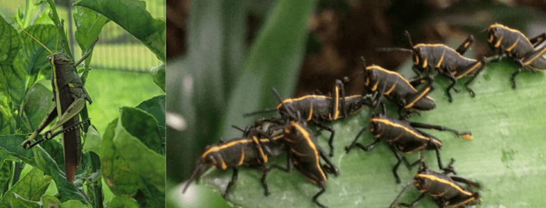 Protection for Tuberose: Managing Pests and Diseases