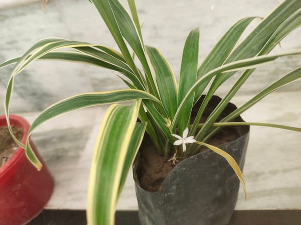 Ribbon Grass Vs. Spider Plant - Differences with pictures