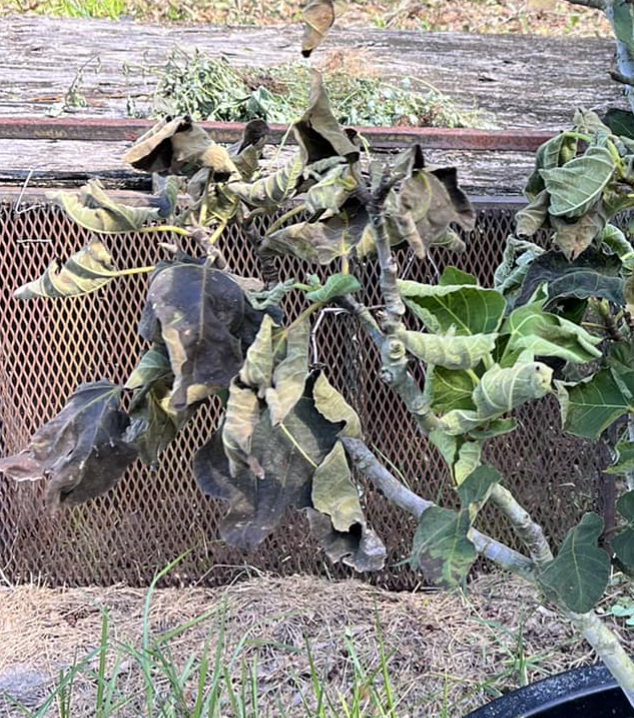 Post Hurricane Wind Burn - What to do