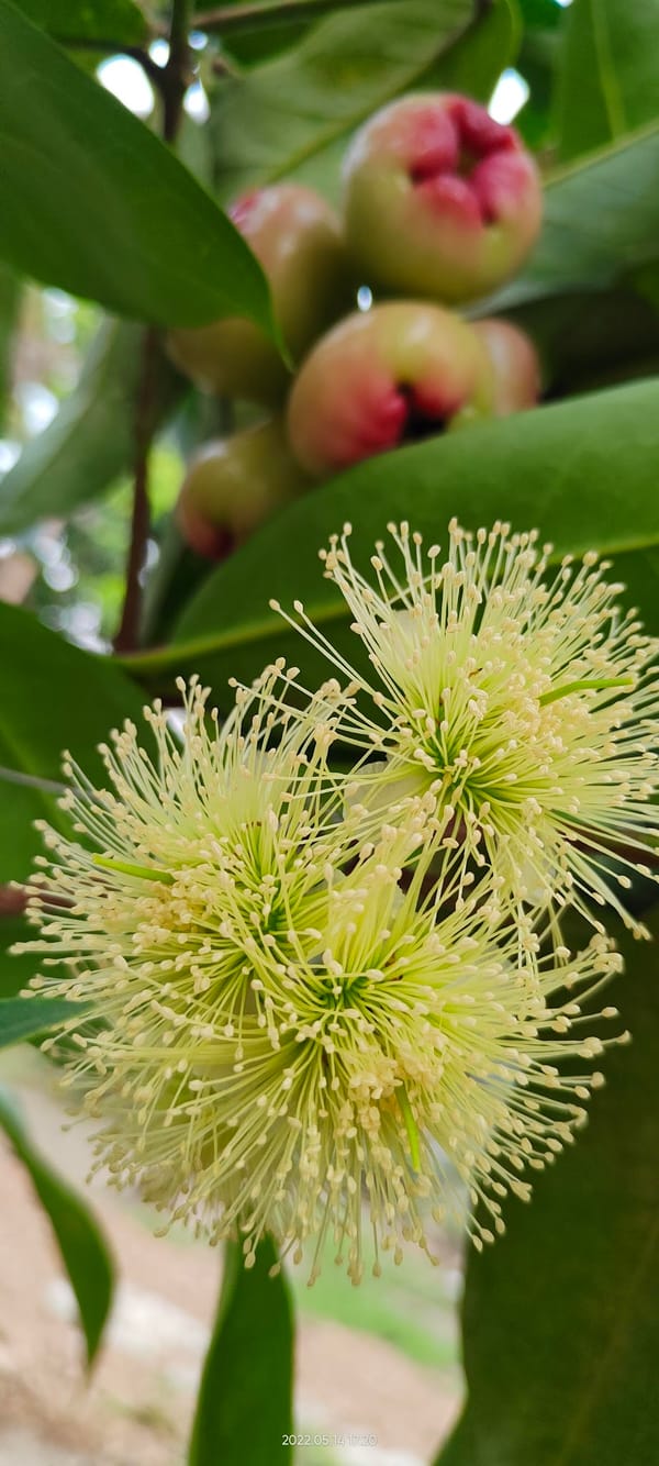 Best Fruit Trees to Grow in Florida