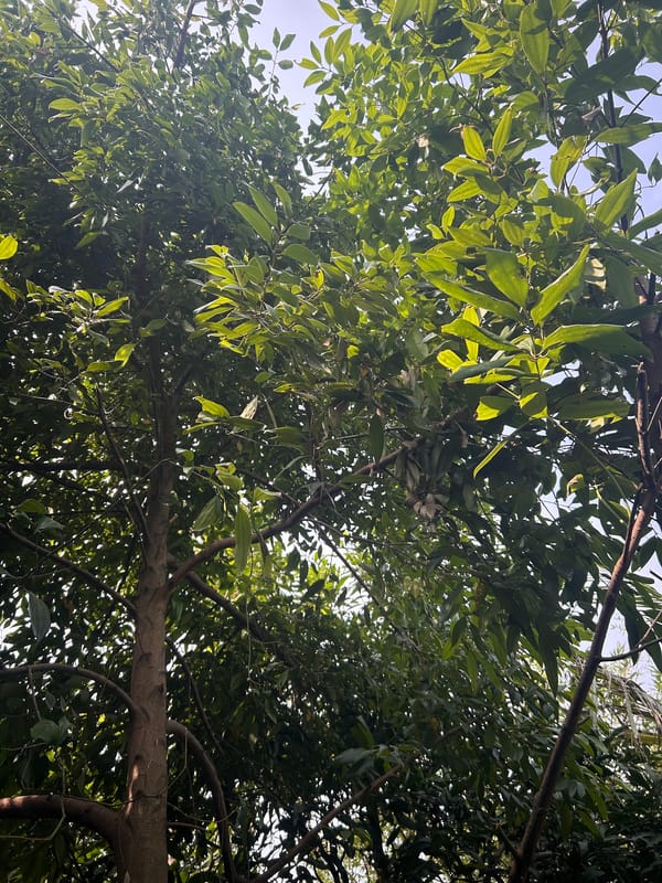 When to bring plants inside for winter - Complete Chart