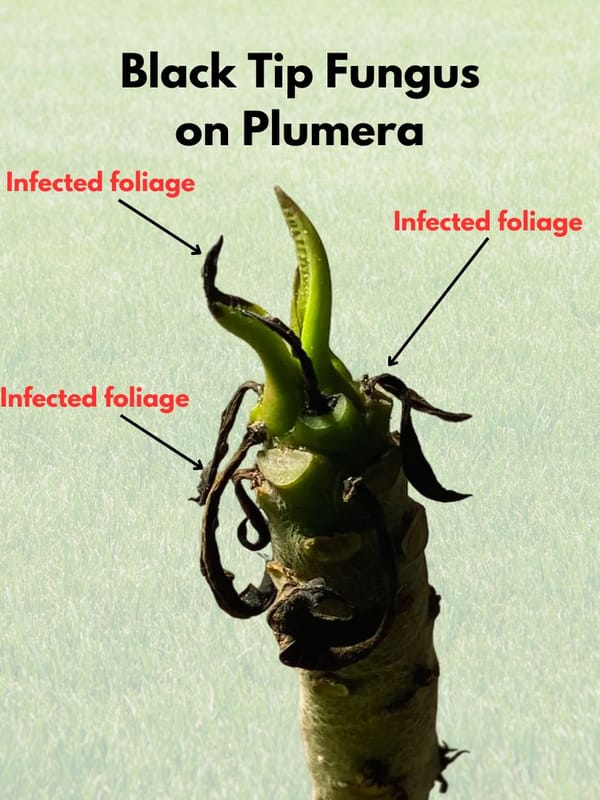 Plumeria Diseases - Pictures and Treatment