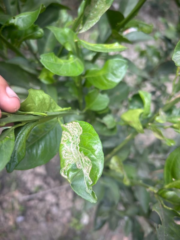 Leaf Miner on Citrus - How to get rid of it