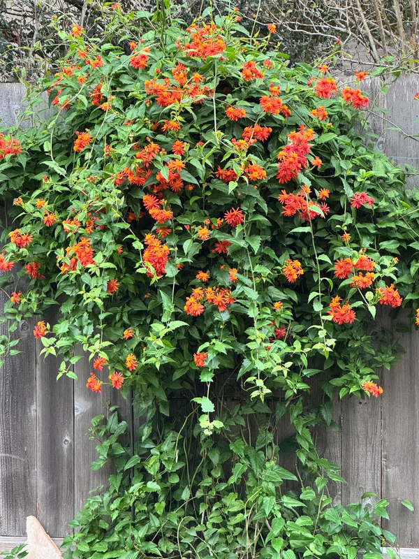Flowering Vines for South Florida