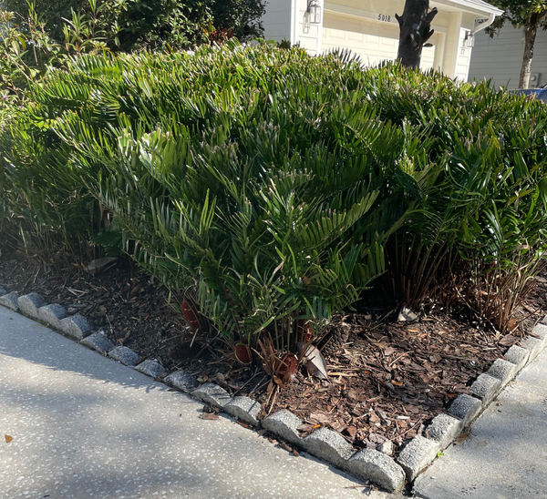 Low maintenance shrubs for a west-facing area in Florida