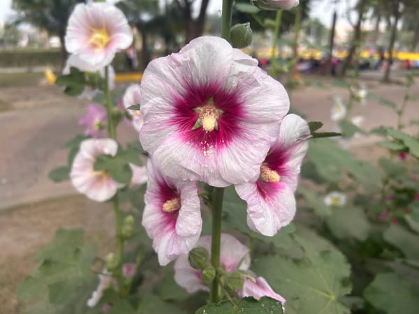 How to Grow Hollyhocks in Florida