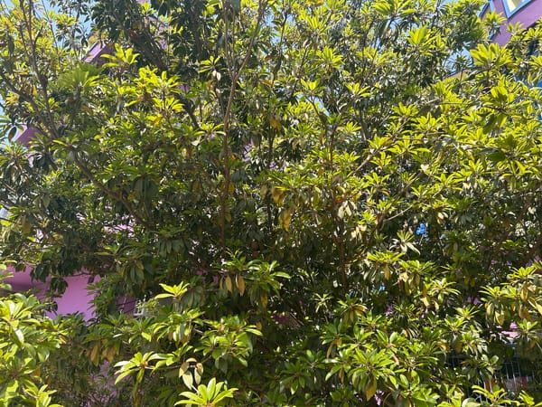 Sapodilla Growing and Caring Guide with Varieties