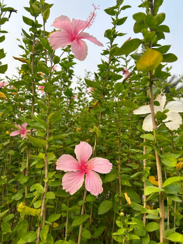 Growing Hibiscus in Florida