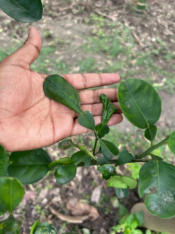 White Spots on Citrus Leaves