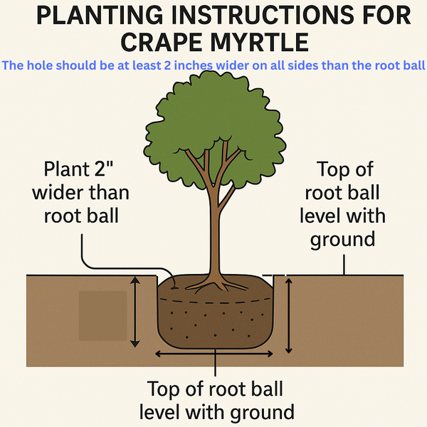 Crape Myrtle in Florida - Growing, Caring, and Pruning