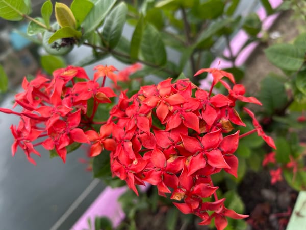 Growing Ixora in Florida