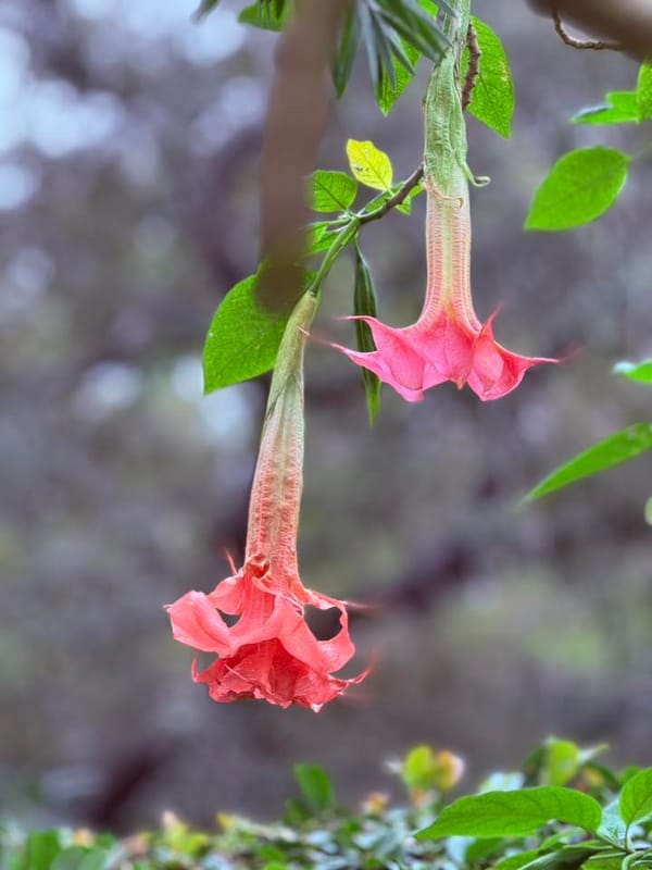 Devil’s Trumpet vs Angel’s Trumpet with Pictures