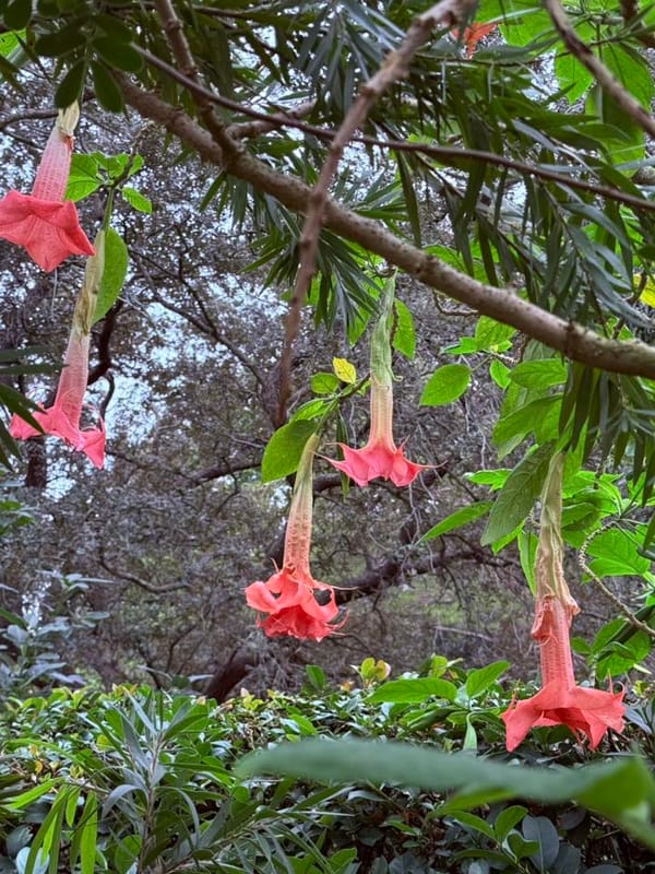 Devil’s Trumpet vs Angel’s Trumpet with Pictures