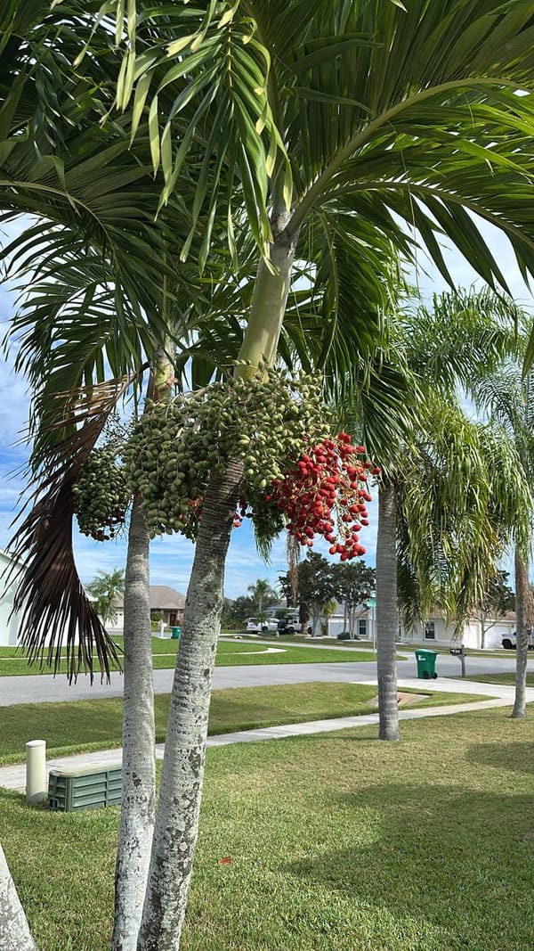 How to Grow Christmas Palms from Seeds