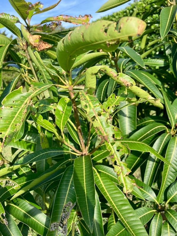 How to Grow and Care for a Mango Tree in Florida