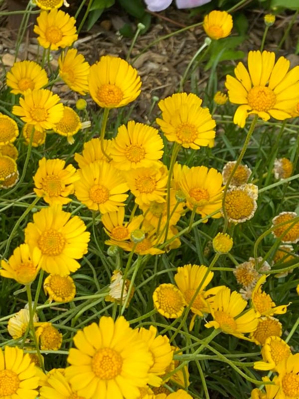 Best Perennial Flowering Plants for Zone 8